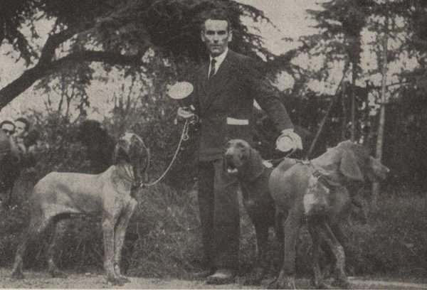 Immagini di bracchi italiani dal 1940 al 1959 – Braccoitalianodatabase.com