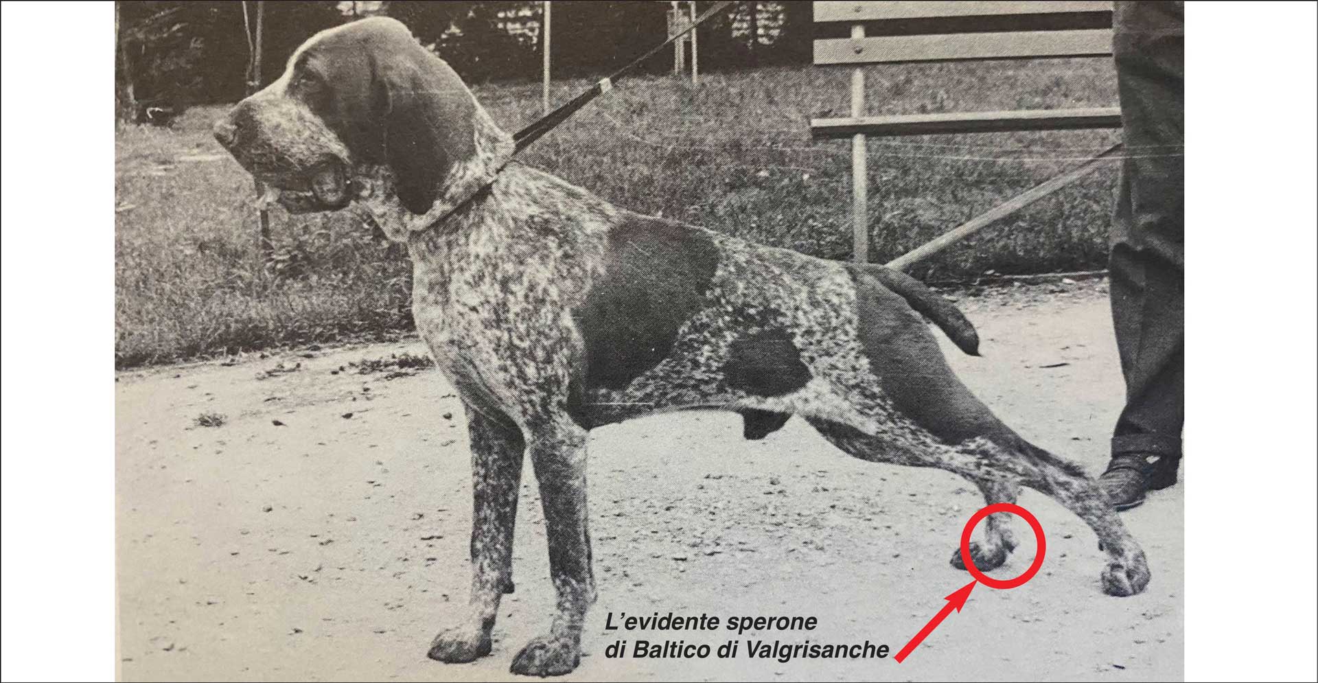 Lo sperone nel bracco italiano – Braccoitalianodatabase.com