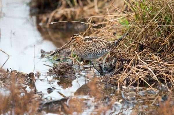 Beccaccino (Gallinago gallinago) | Caratteristiche e comportamento