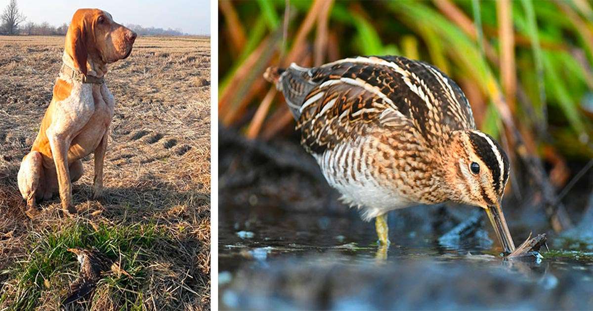 Beccaccino (Gallinago gallinago) | Caratteristiche e comportamento