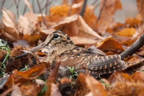 Beccaccia (Scolopax rusticola) | Caratteristiche e comportamento